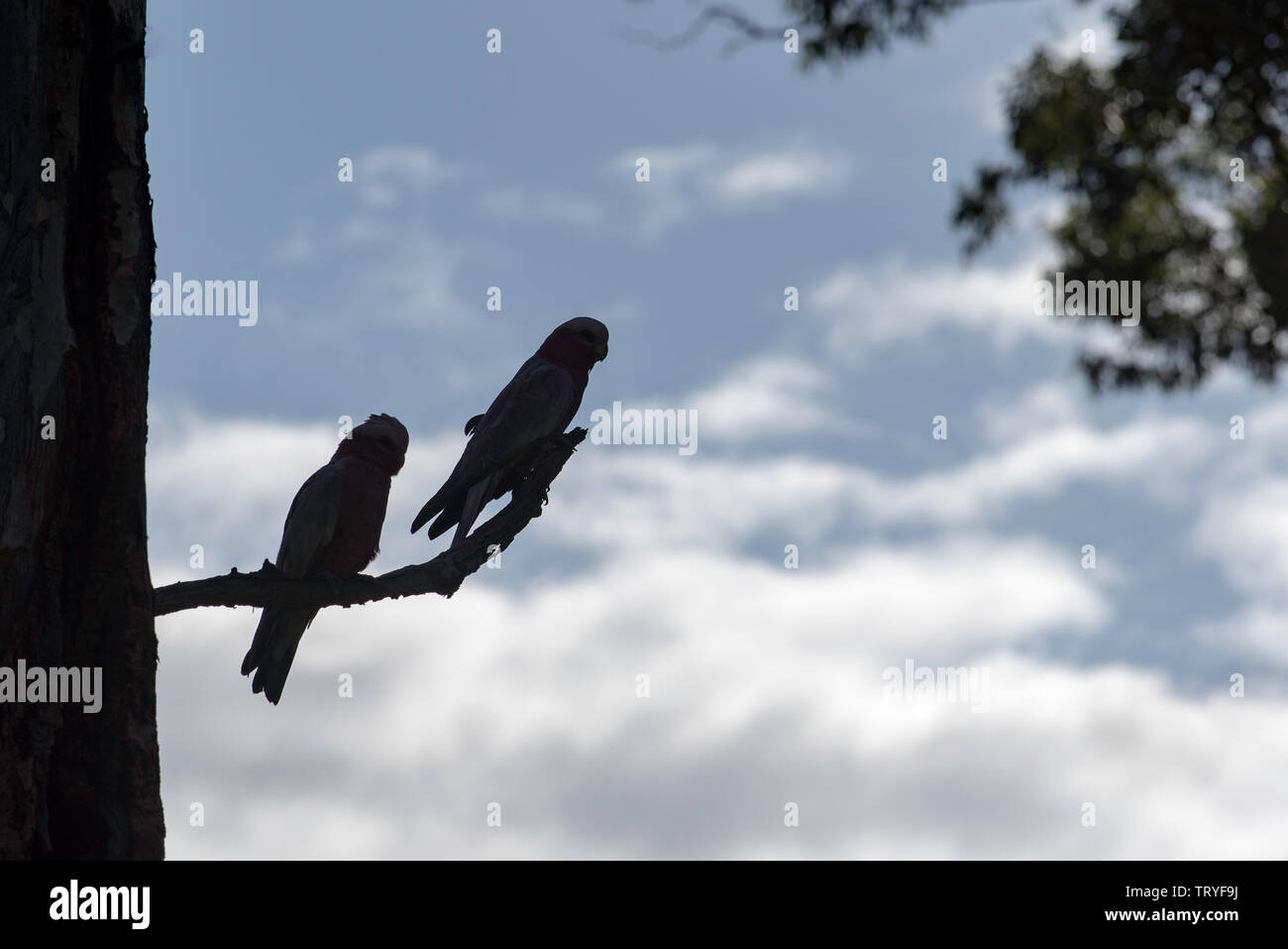 A silhouette of a mating pair of Australian Pink Galah birds (Eolophus ...