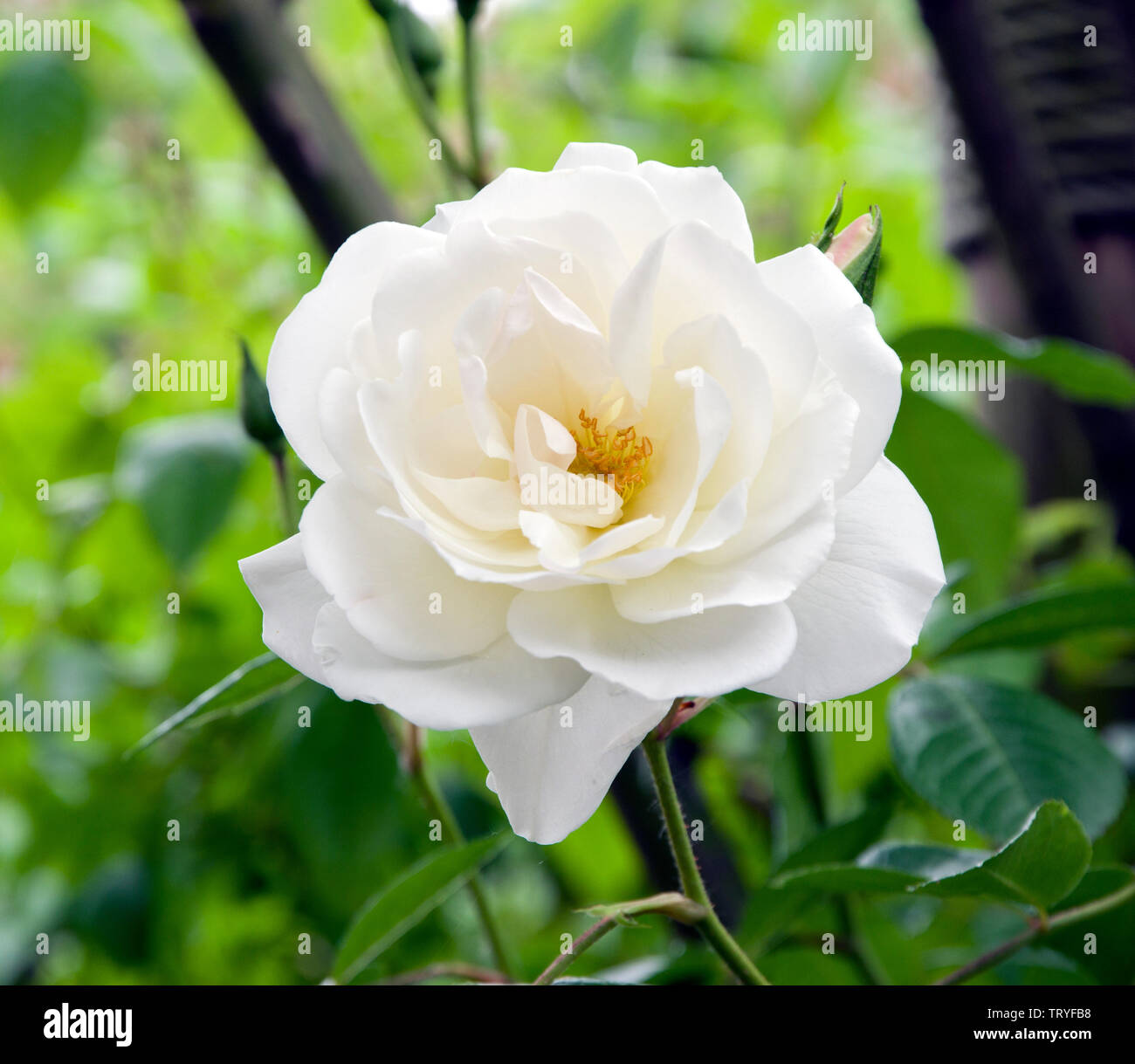 Rose Bobby James Stock Photo - Alamy