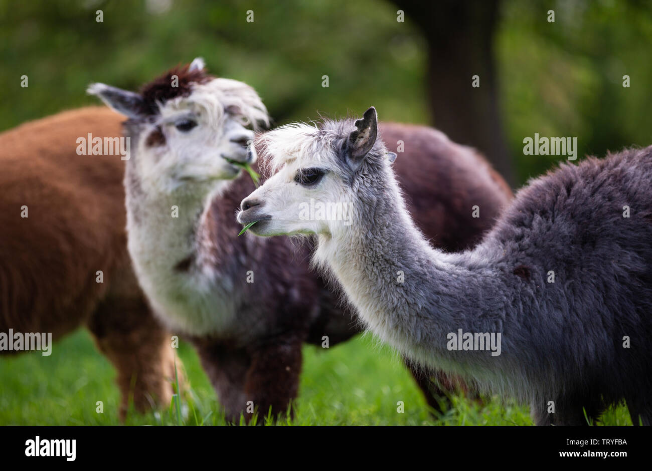 Portrait of two Alpacas, South American mammals Stock Photo - Alamy