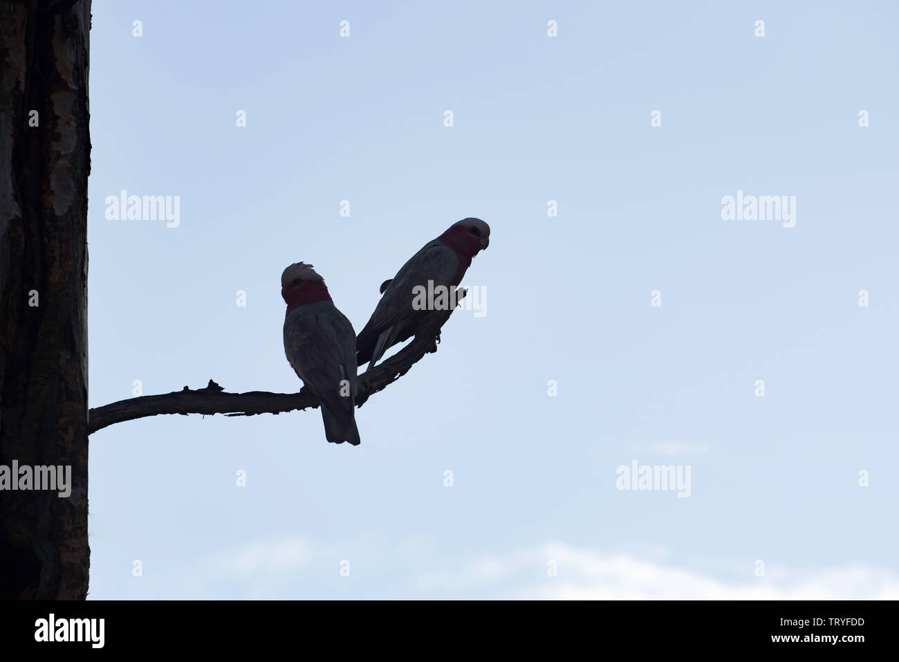 A silhouette of a mating pair of Australian Pink Galah birds (Eolophus ...