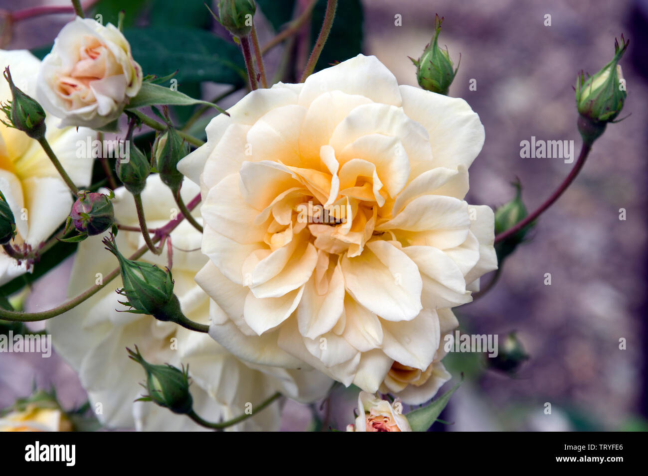 Rose 'Claire Jacquier Stock Photo - Alamy