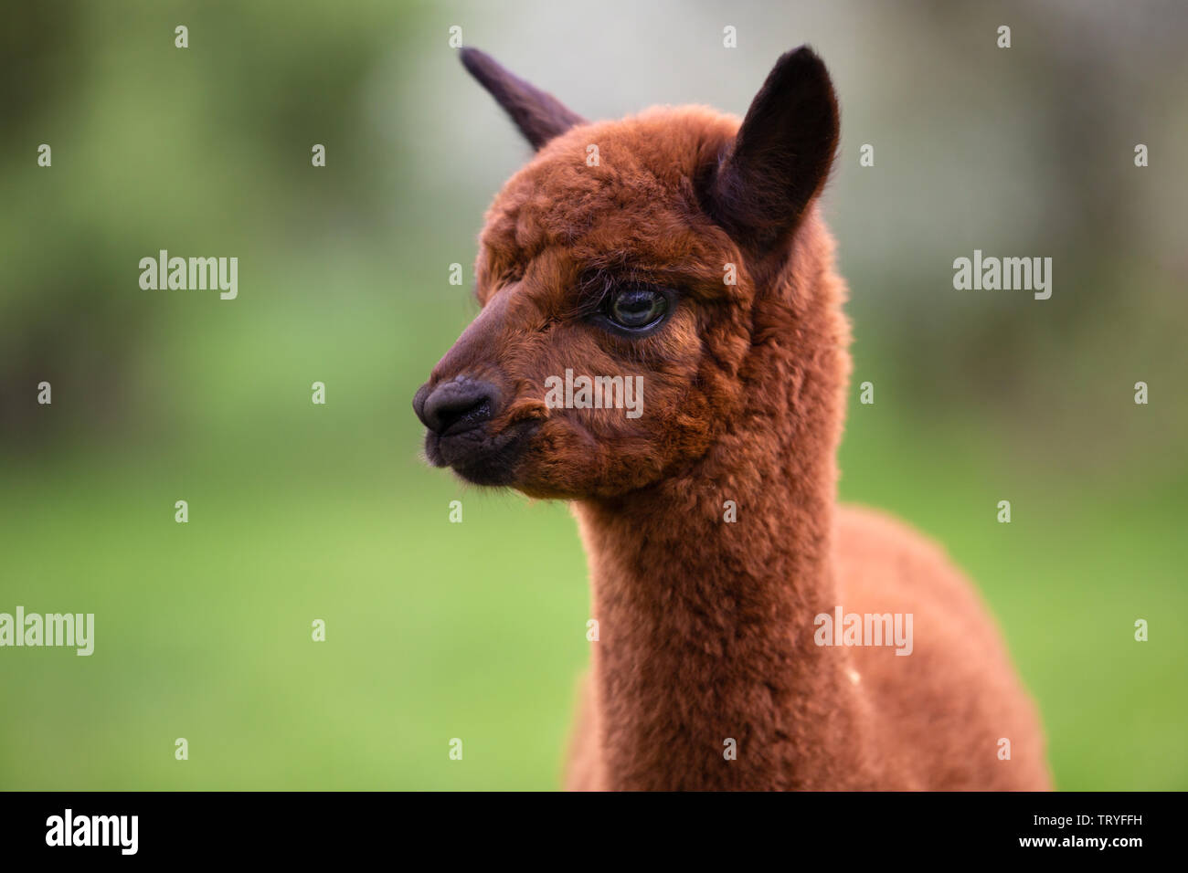 Cute furry animal ecuador hi-res stock photography and images - Alamy