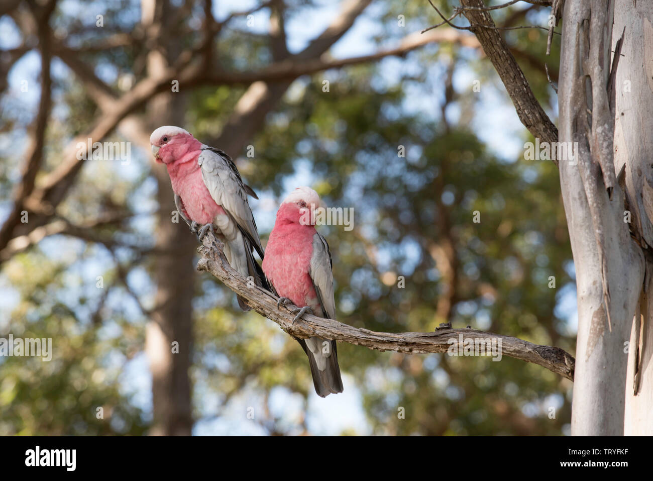 Australian Pink Parrots