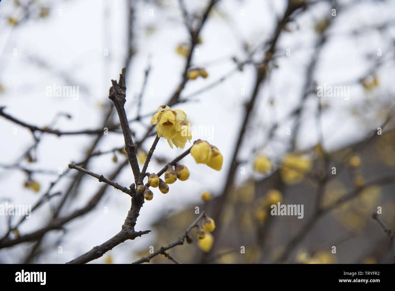 Blooming plum blossoms in winter Stock Photo - Alamy