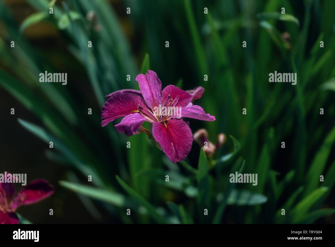 Calamus closeup hi-res stock photography and images - Alamy