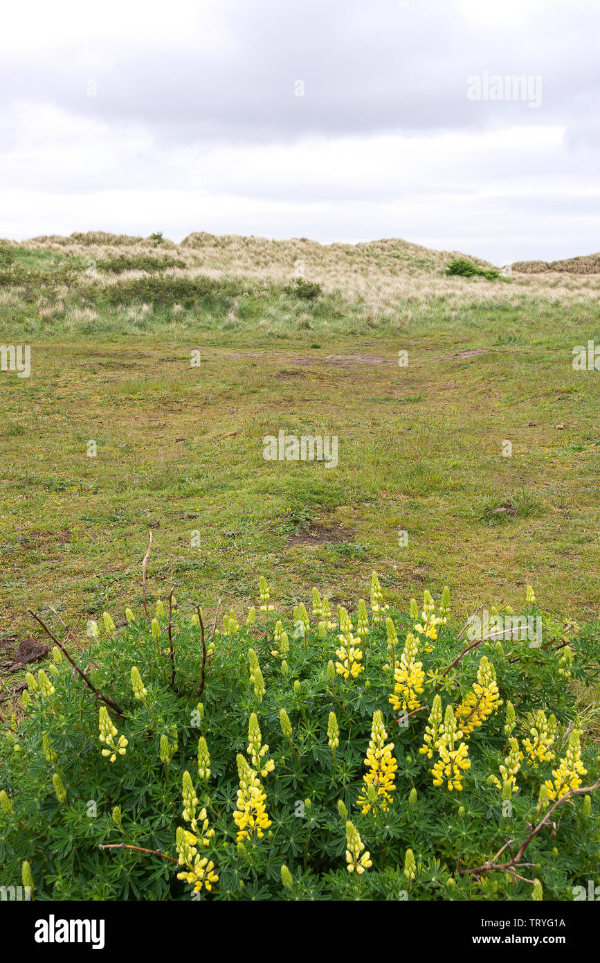 Beautiful Yellow Wild Tree Lupin Flowers Growing in Sand Dunes near ...