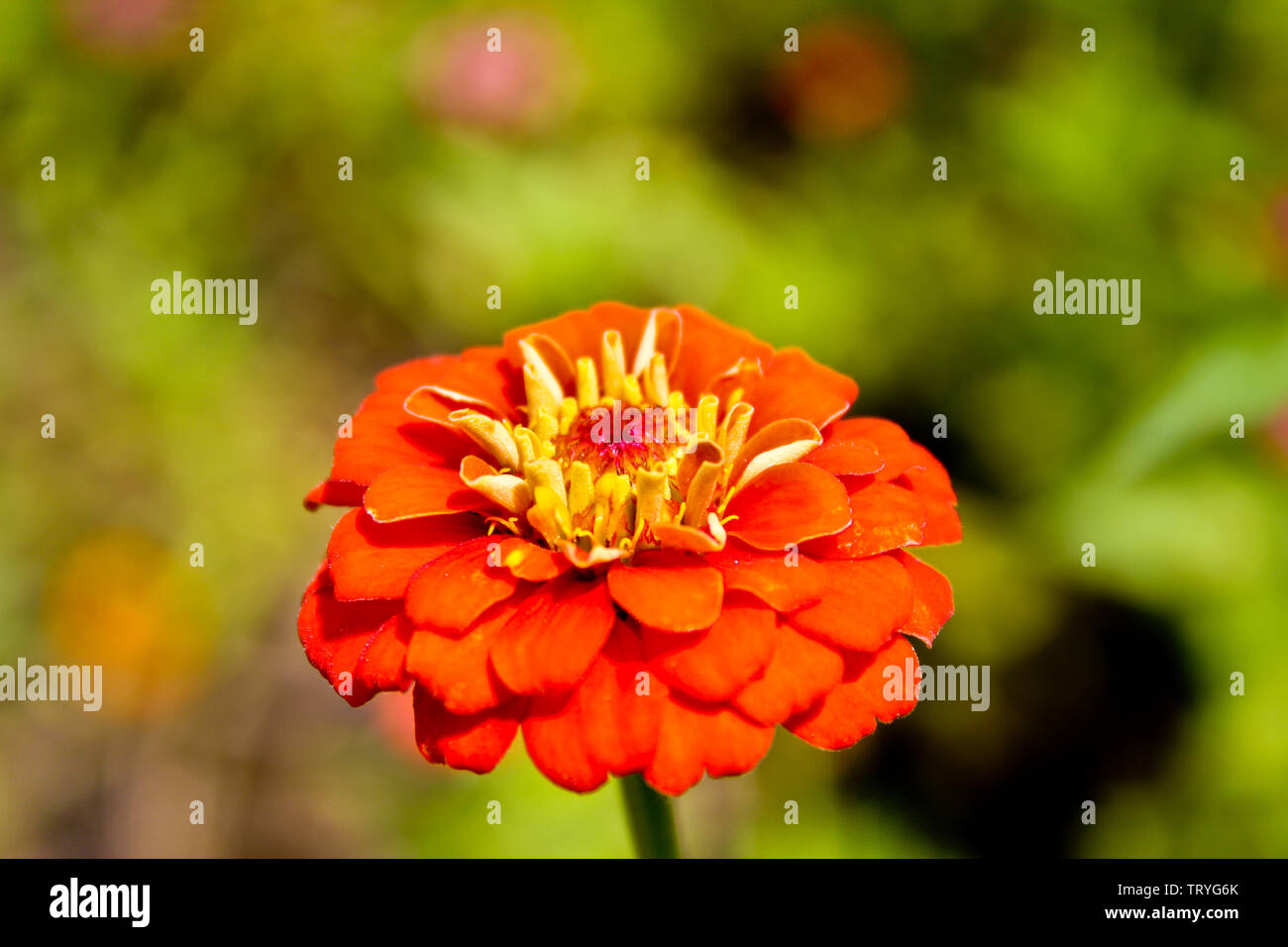 Scenery of Gucun Park in Shanghai Stock Photo - Alamy