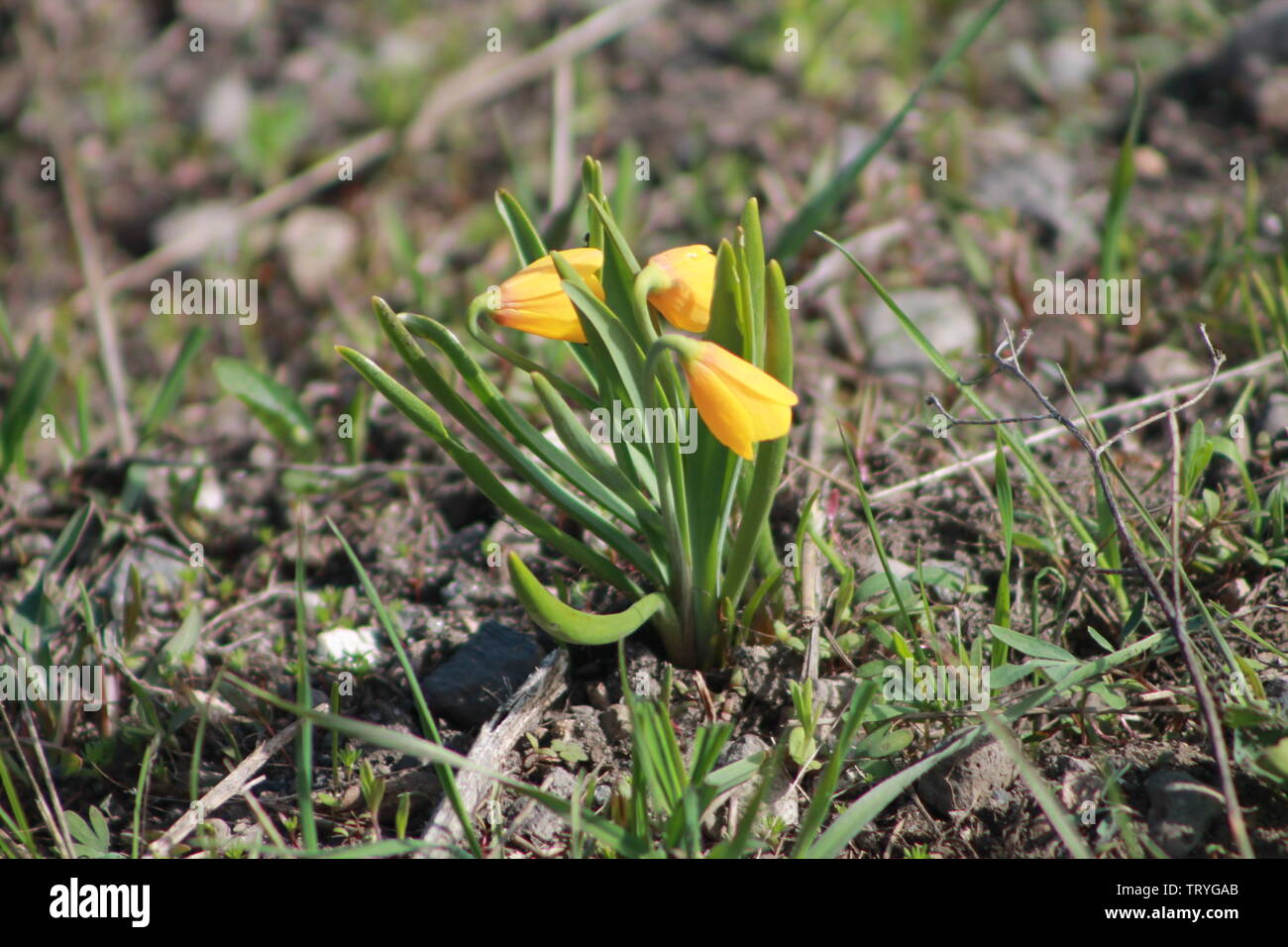 Yellowstone National Park Stock Photo - Alamy