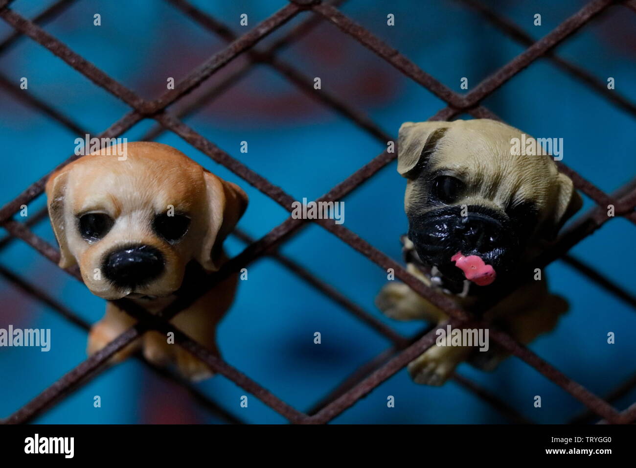 Dog toys still life hi-res stock photography and images - Alamy