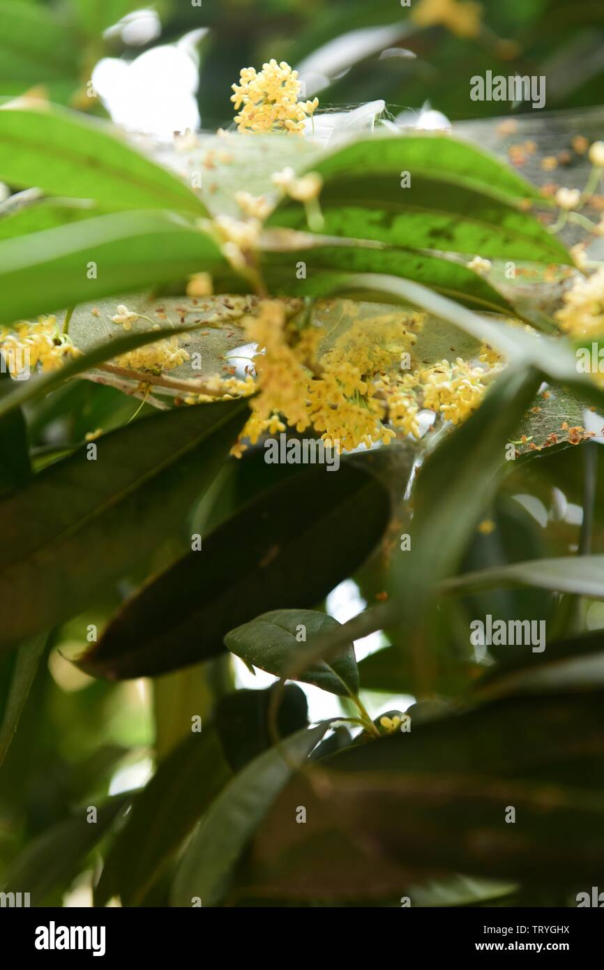 Silver osmanthus hi-res stock photography and images - Alamy