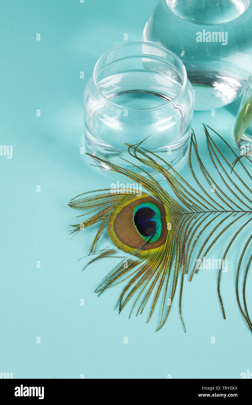 a peacock feather on a turquoise background. Minimal color still life ...