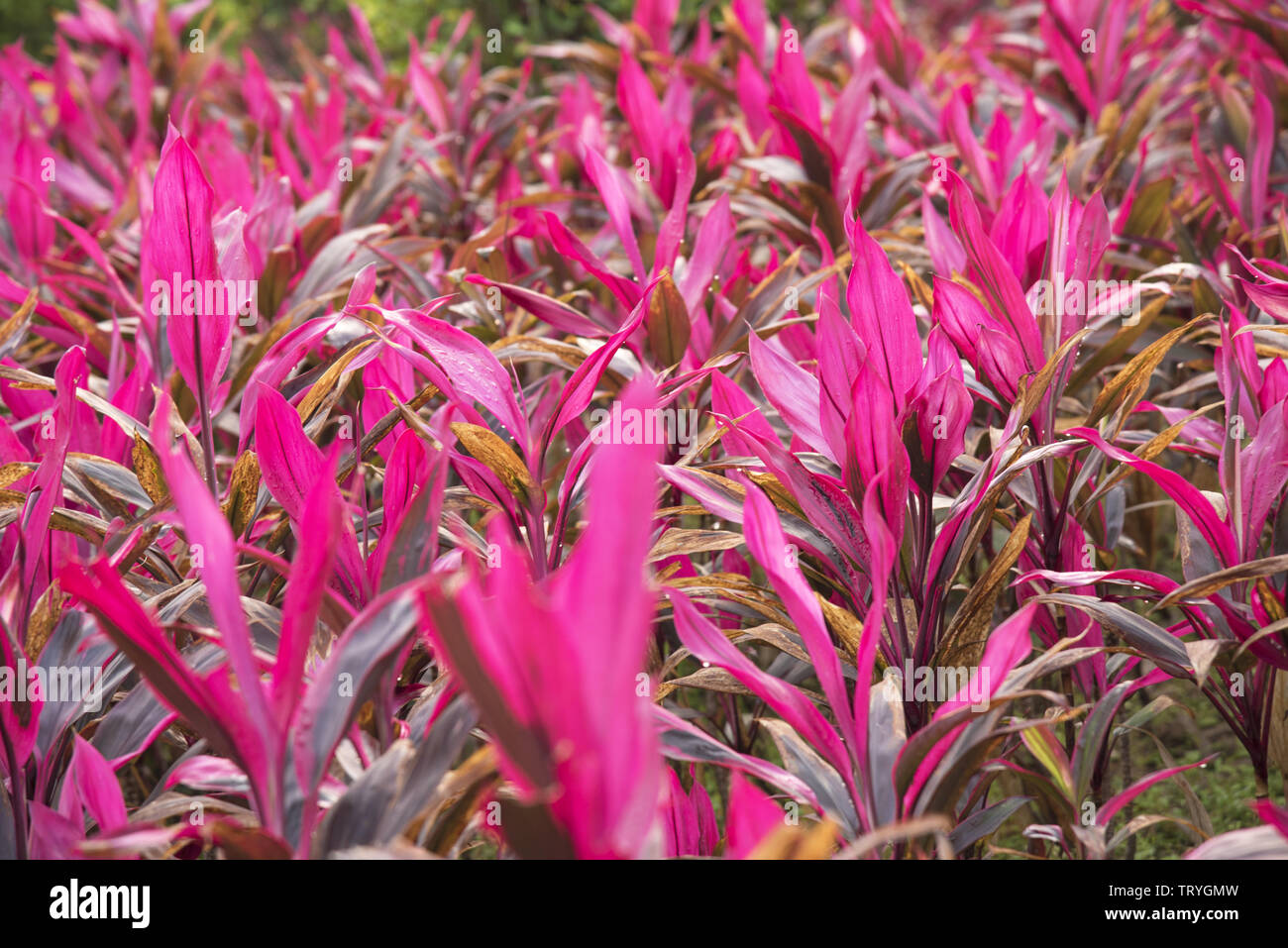 Photos of red-leaved plantain plants Stock Photo - Alamy