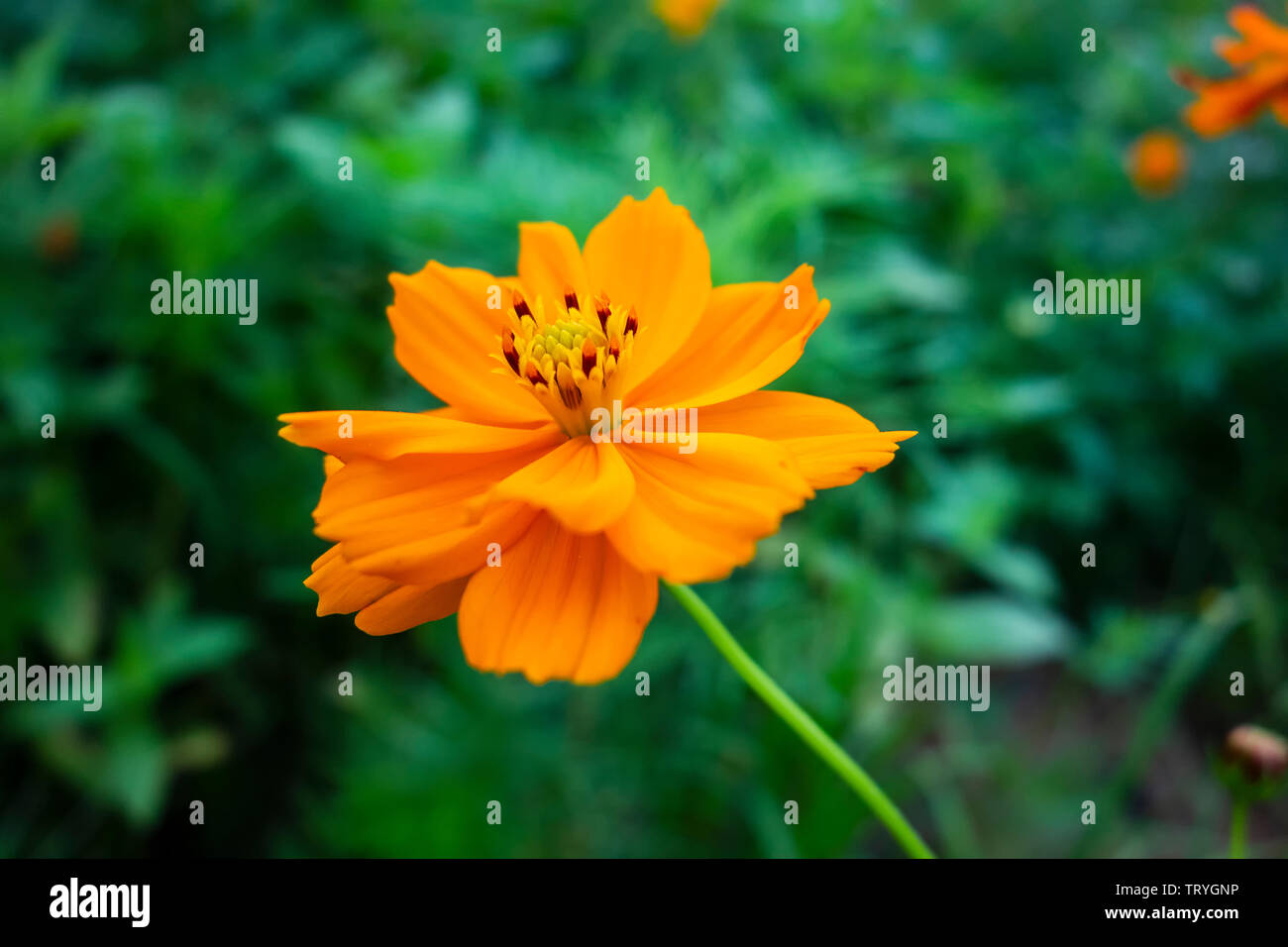 Beautiful gesang flowers hi-res stock photography and images - Alamy