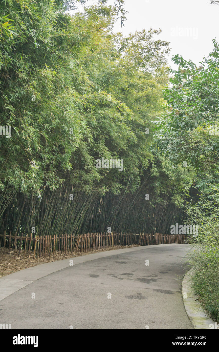 Bamboo Forest Grassland Road in Chengdu Stock Photo - Alamy