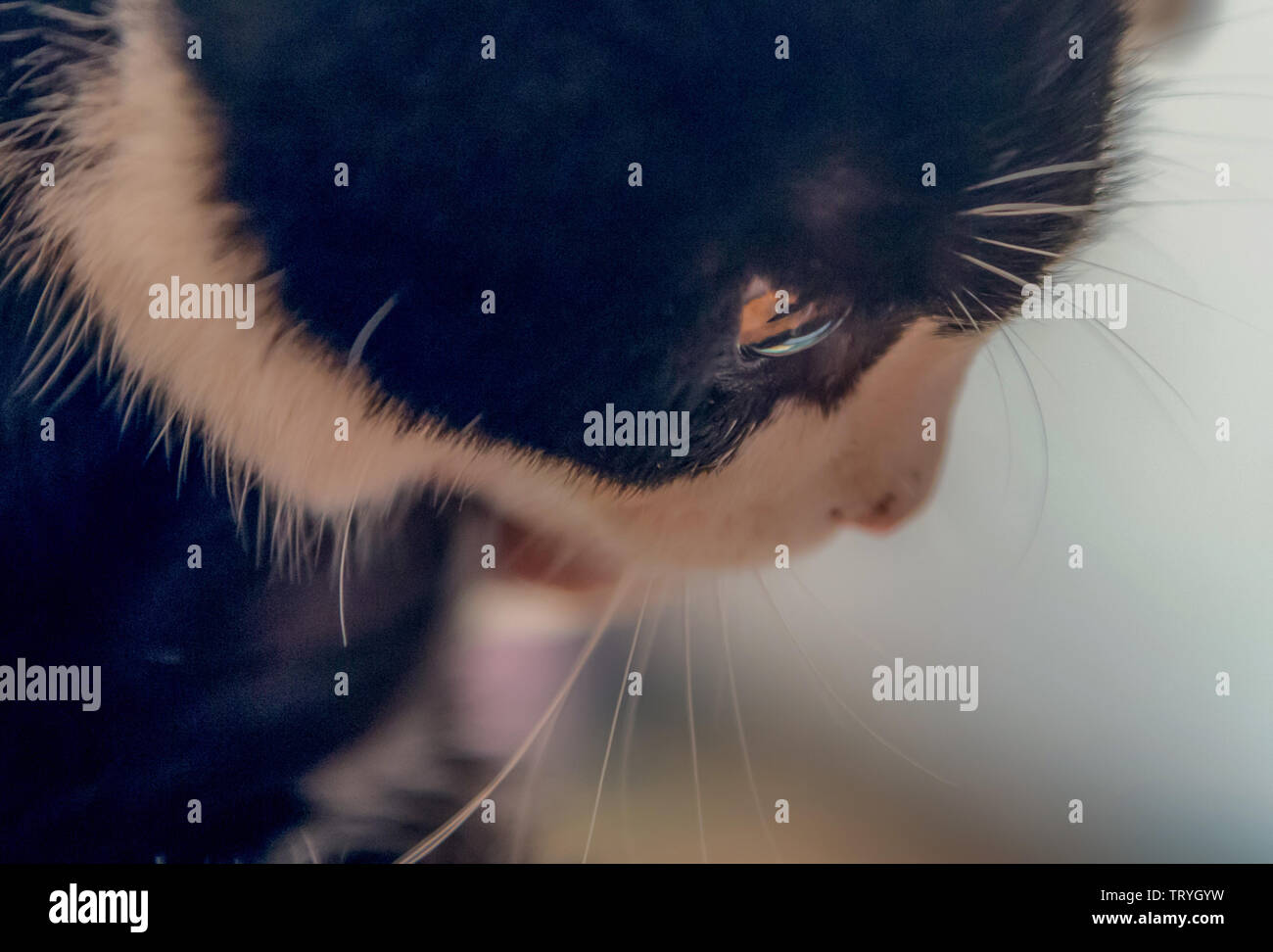 A focused cat Stock Photo - Alamy