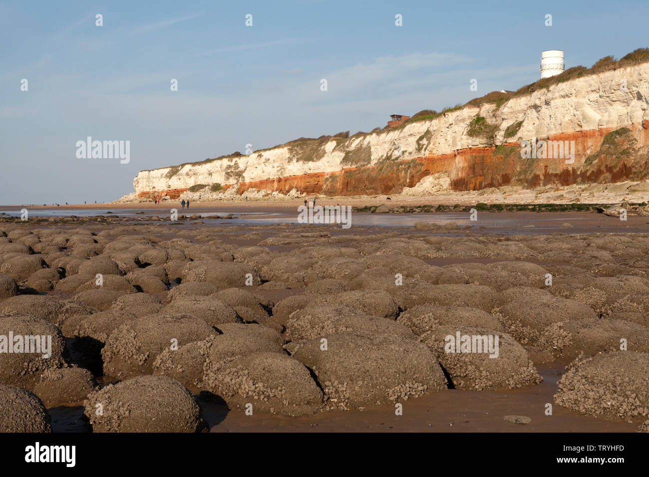 Hunstanton Cliffs on the Norfolk coast of England, a biological and ...