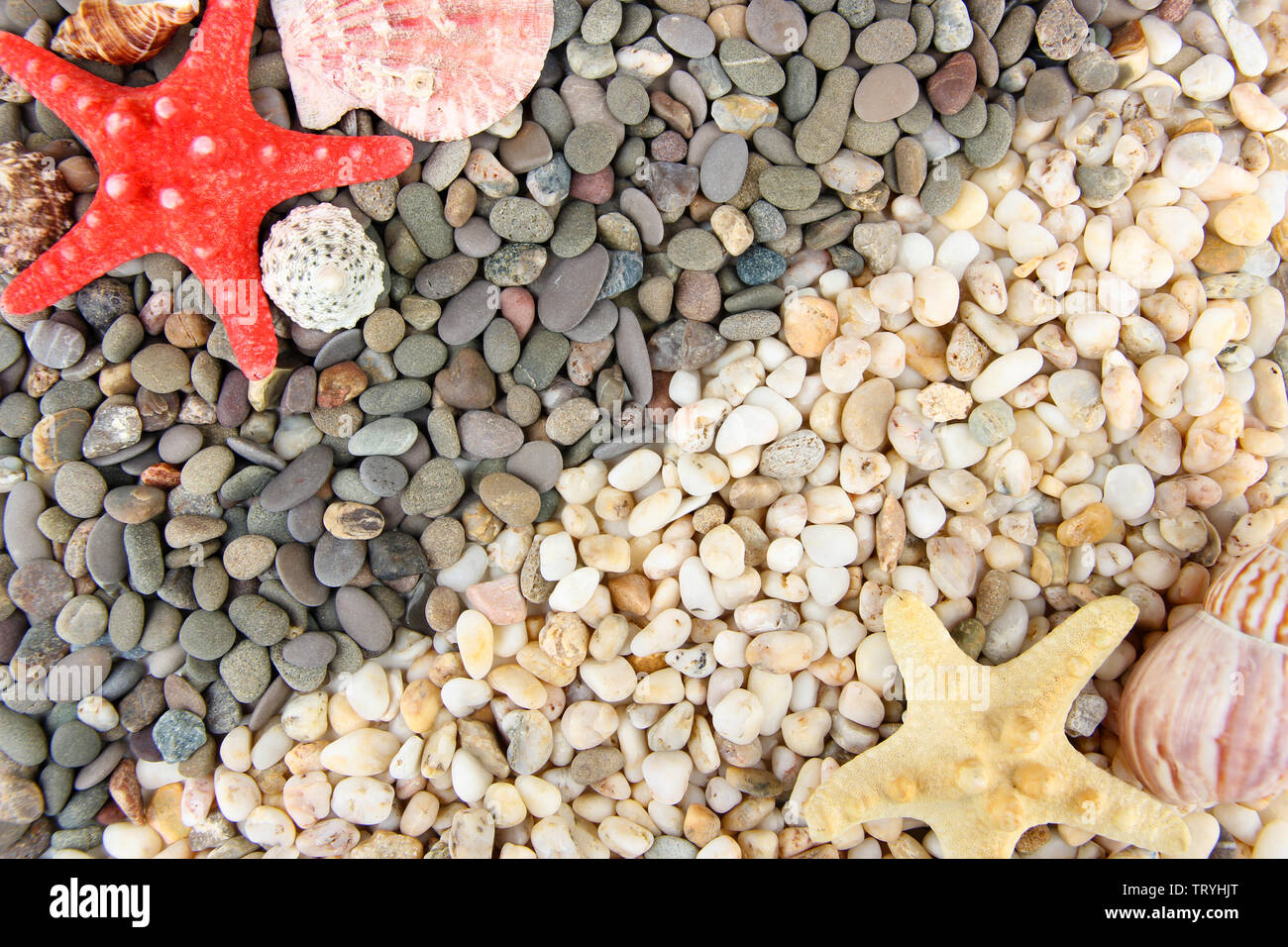 Red sea stones shells hi-res stock photography and images - Alamy