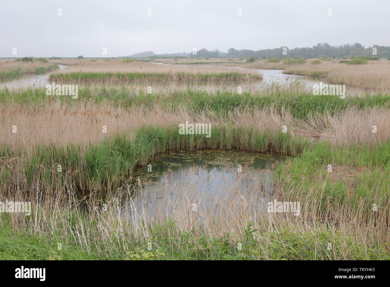 Reedbeds in the freshwater marsh at the RSPB Nature Reserve at ...