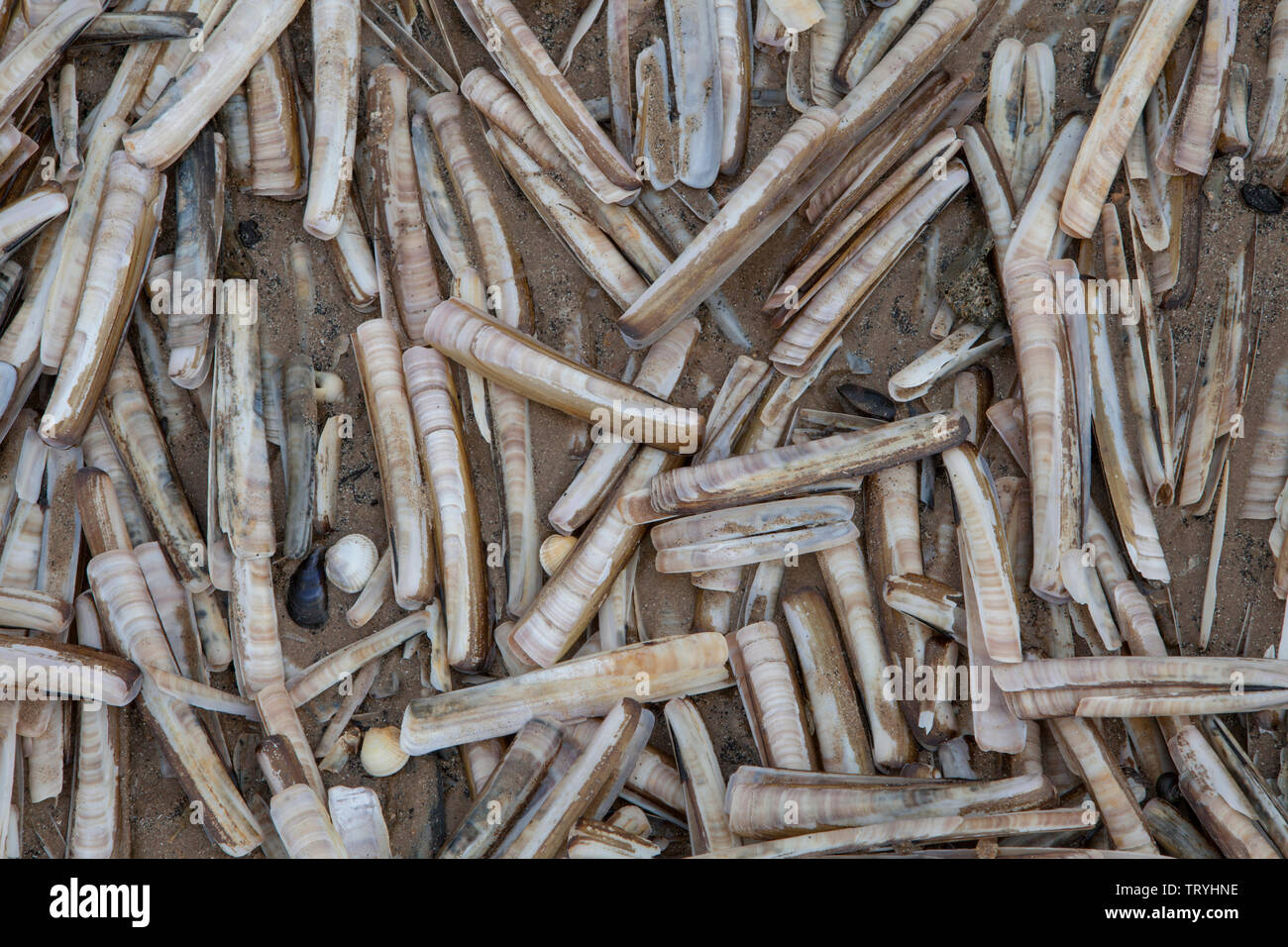 Clam shells hi-res stock photography and images - Alamy