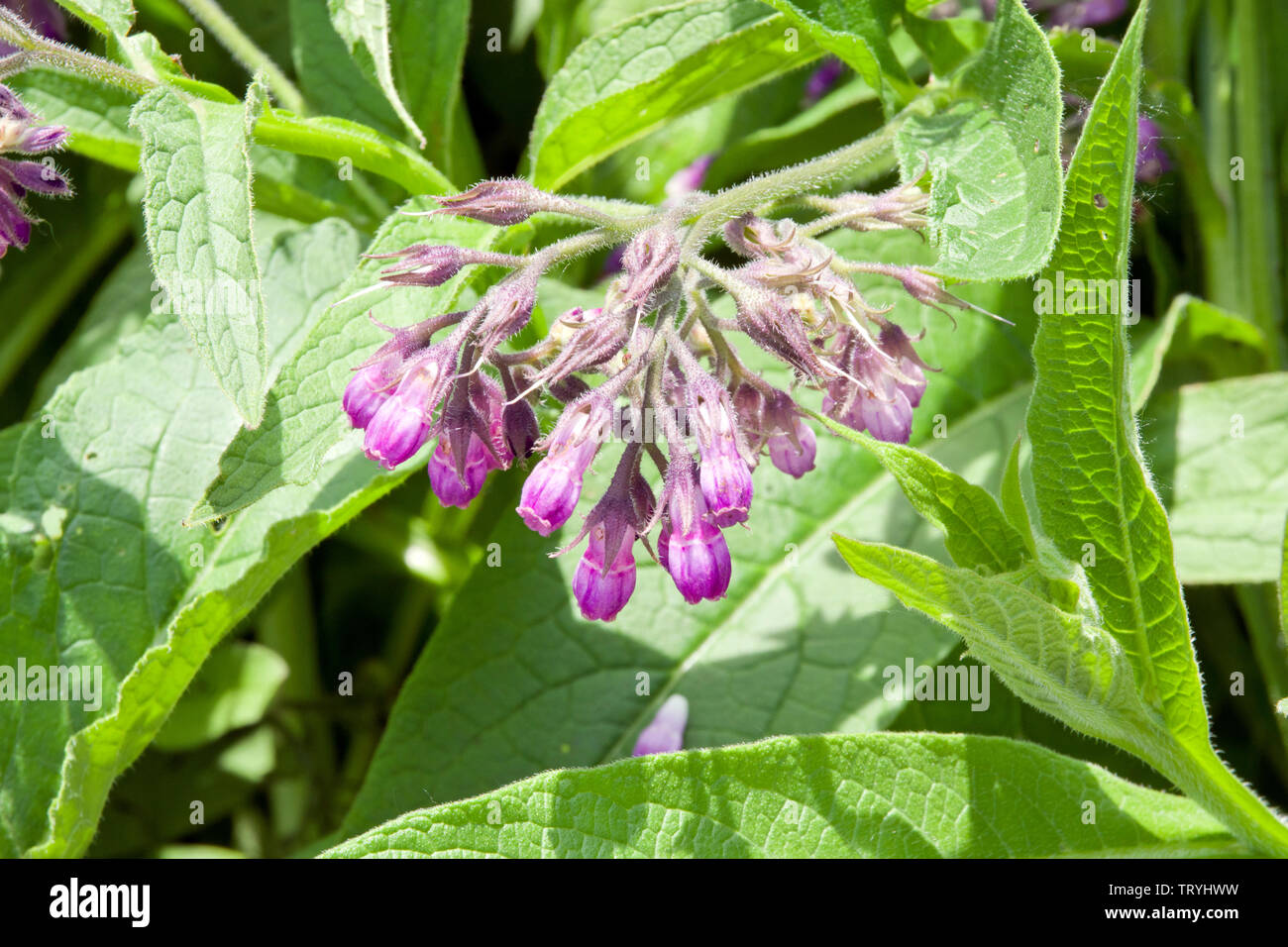 Symphytum officinale 'Purpureum' Stock Photo - Alamy