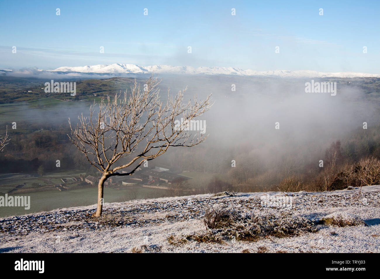 Tree framing the Snow covered Old Man of Coniston and Coniston Fells ...
