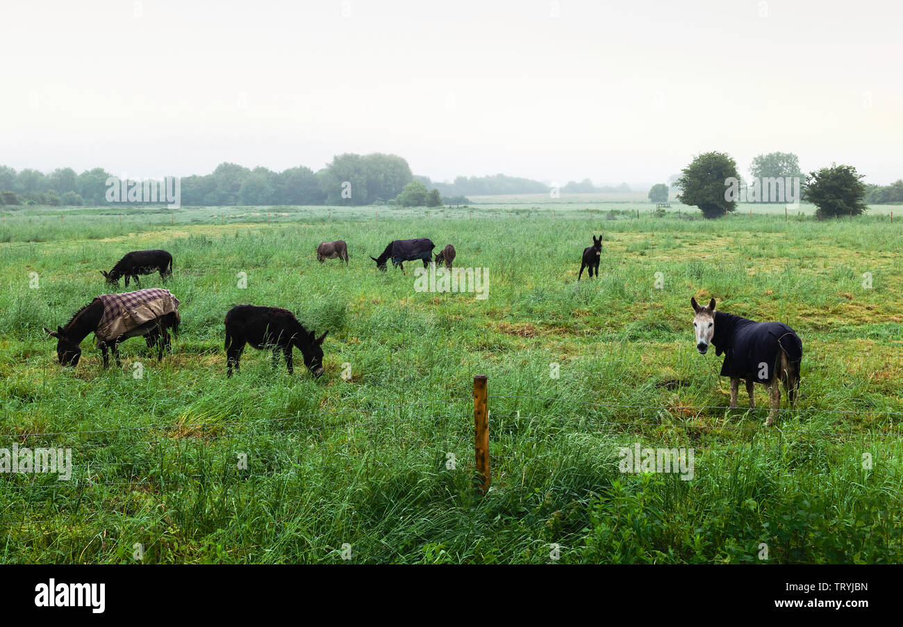 Young and old donkeys graze on overgrown pasture surrounded by English ...
