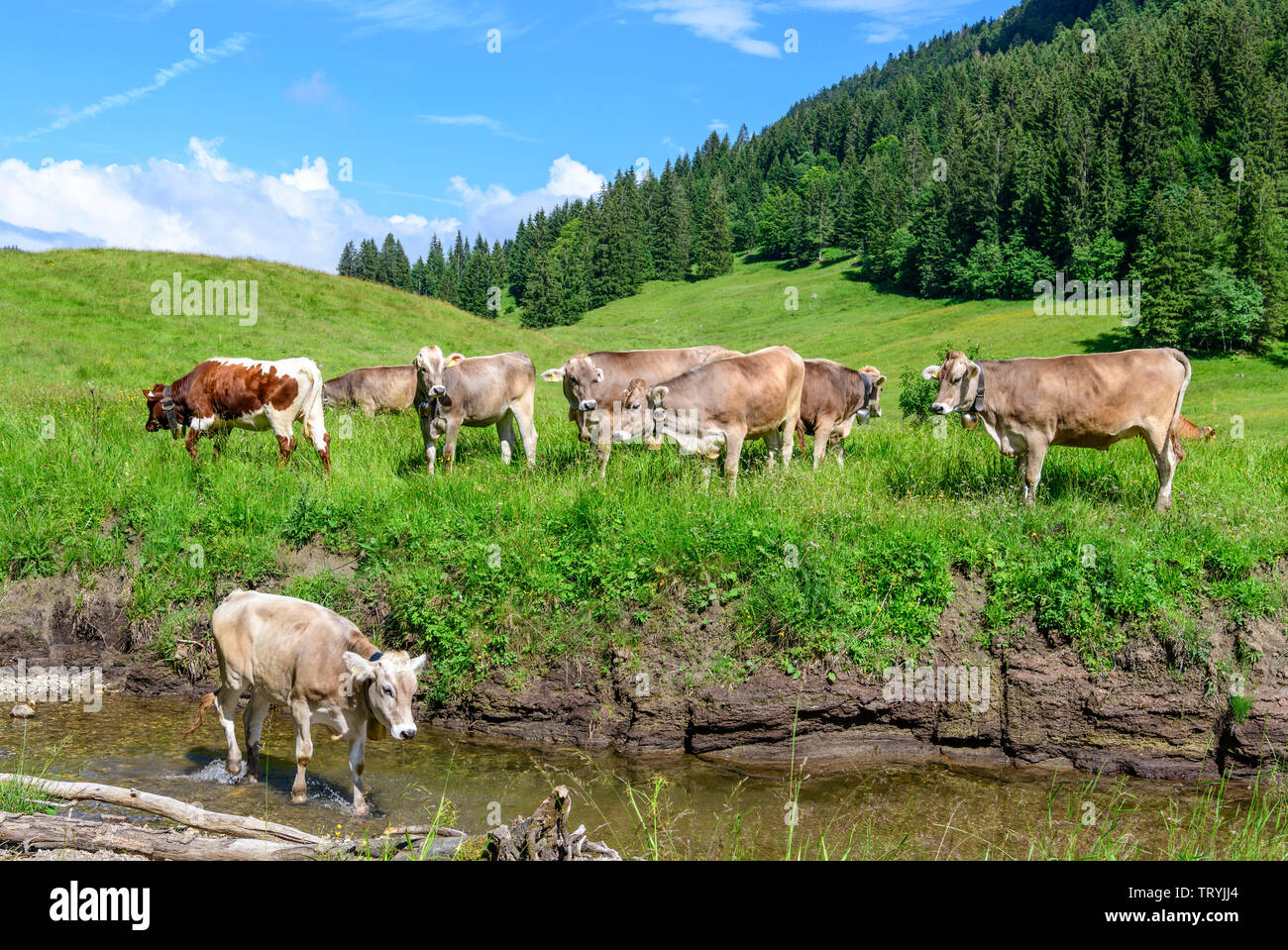 Herd of cattle on alpine pasture hi-res stock photography and images ...