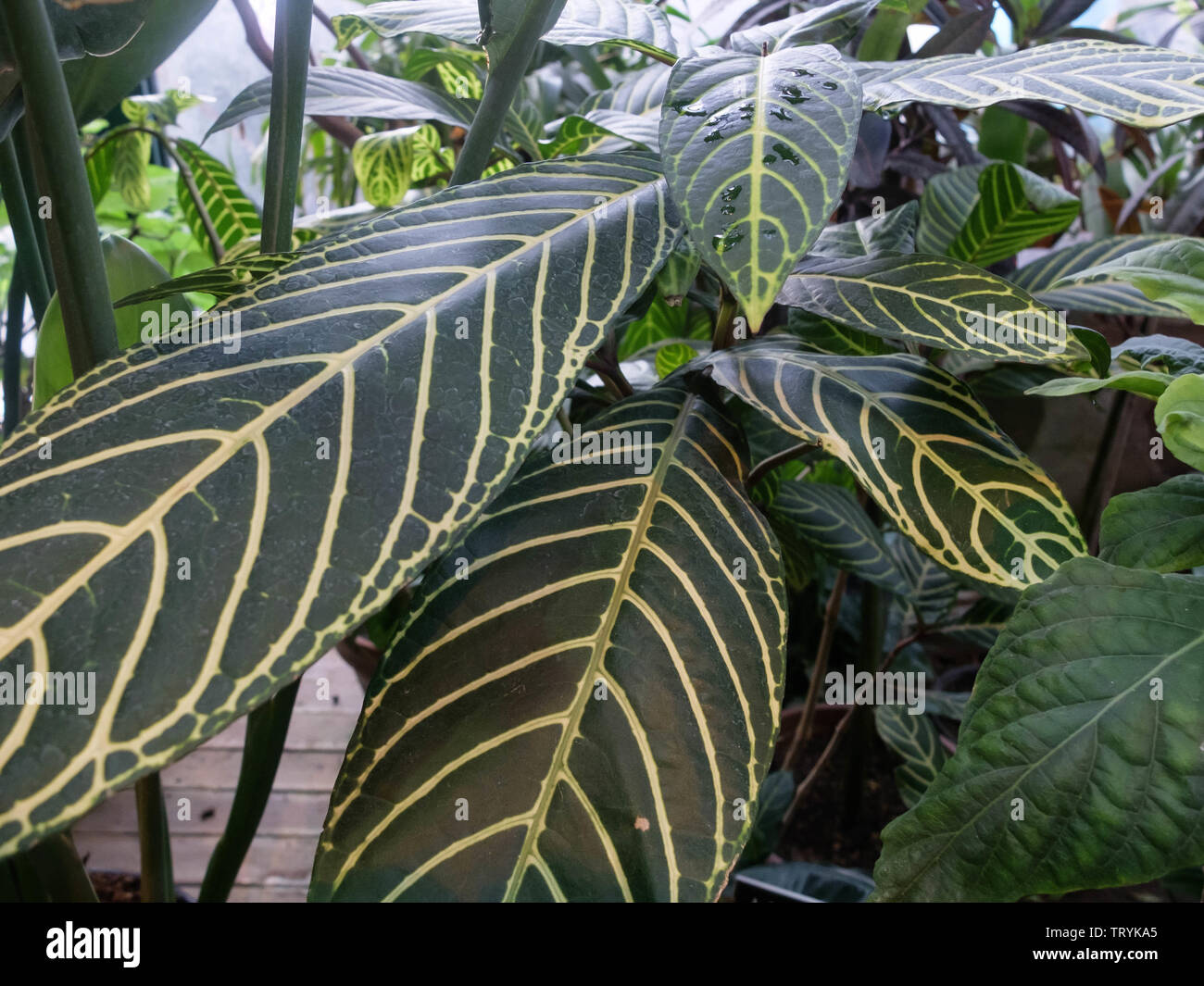 Tropical rain forest plant Sanchezia speciosa with big long veined ...