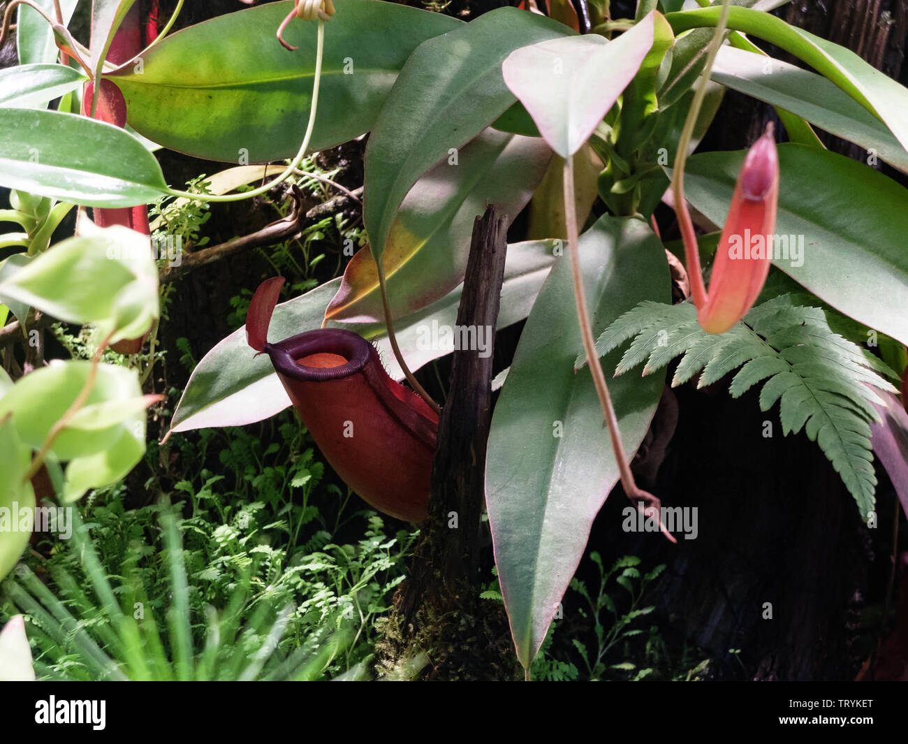 Nepenthes Nepenthaceae , also known as tropical pitcher plants, in the ...