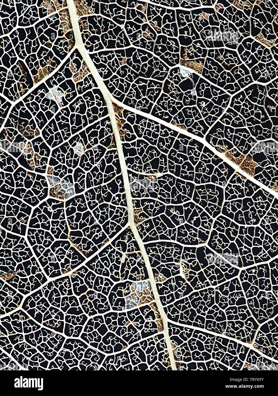 Structure of a leaf hi-res stock photography and images - Alamy