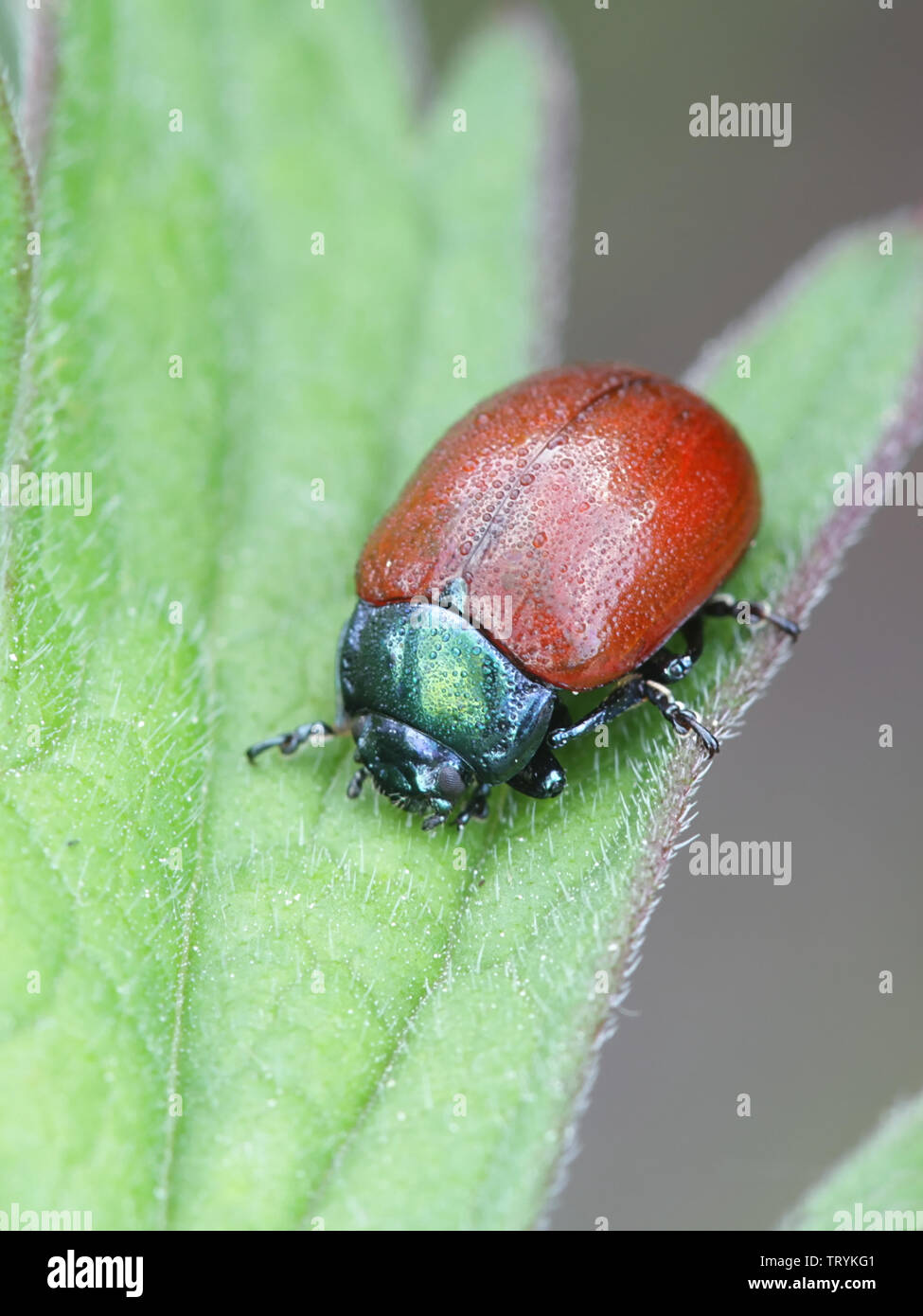 Leaf beetle family chrysomelidae hi-res stock photography and images ...
