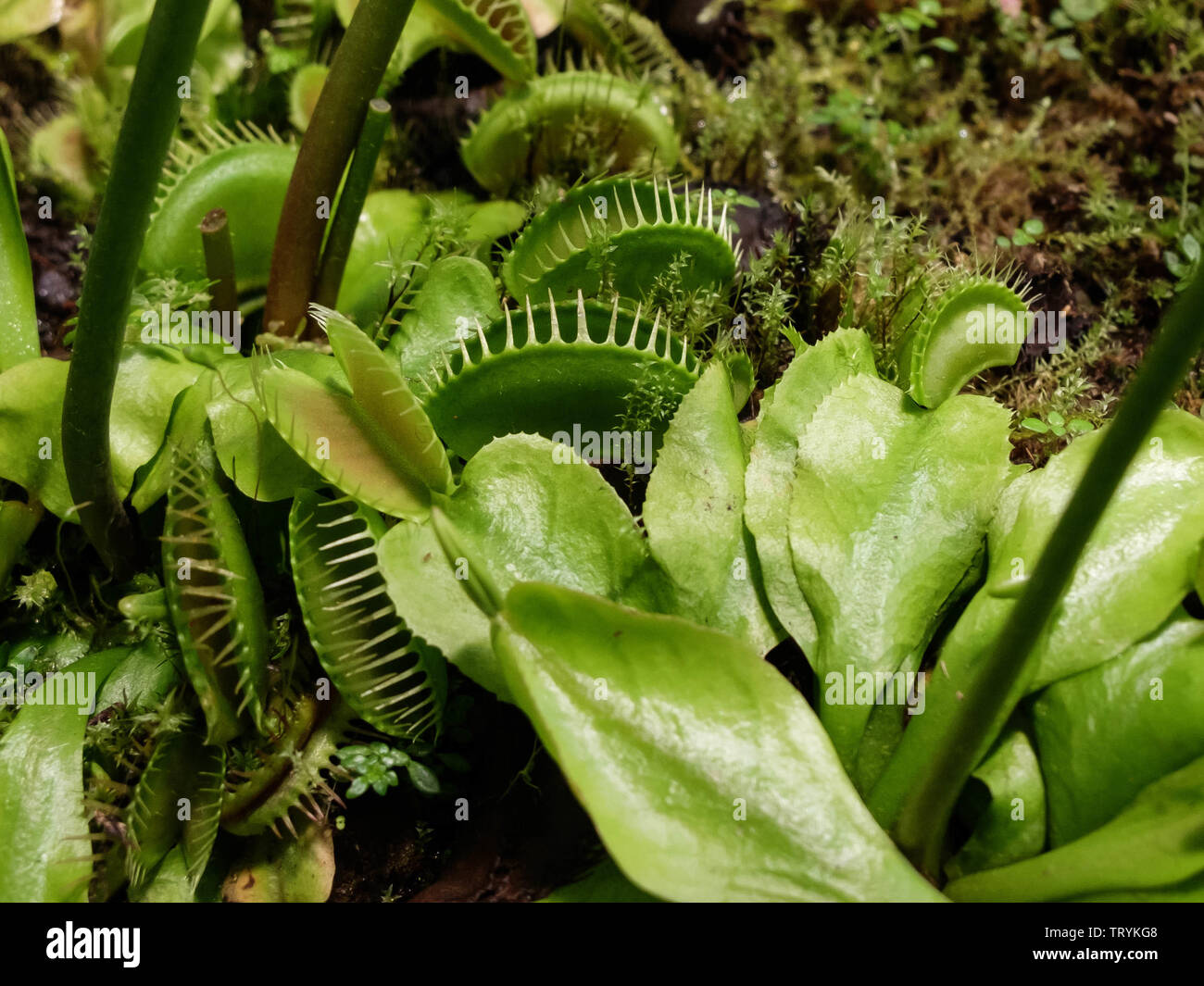 Mini Greenhouse Venus Flytrap at Adolph Sheryl blog