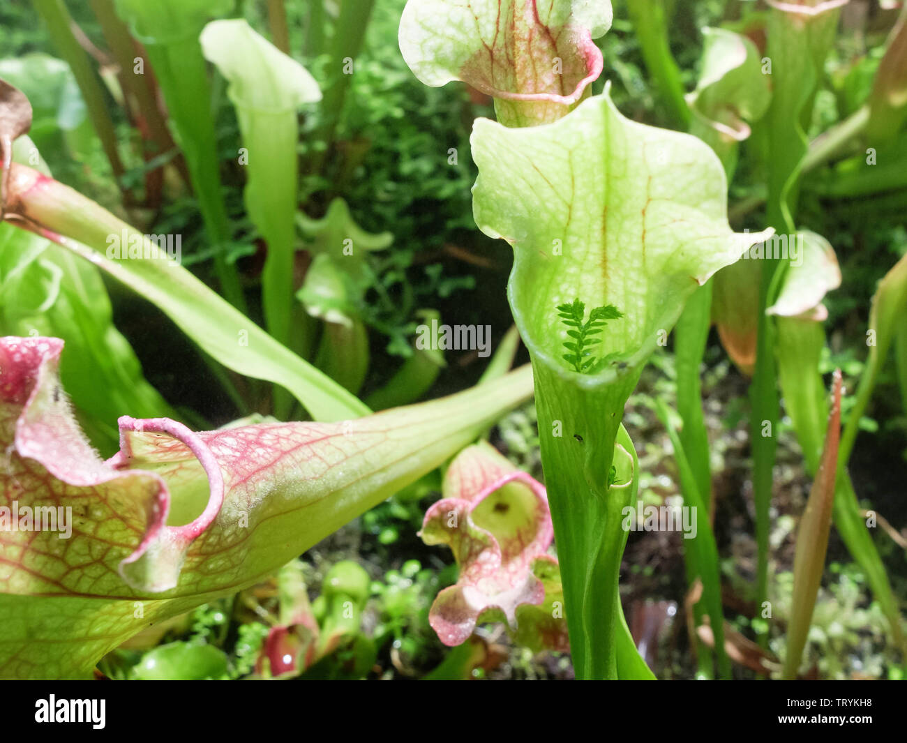 Nepenthes Nepenthaceae , also known as tropical pitcher plants, in the ...