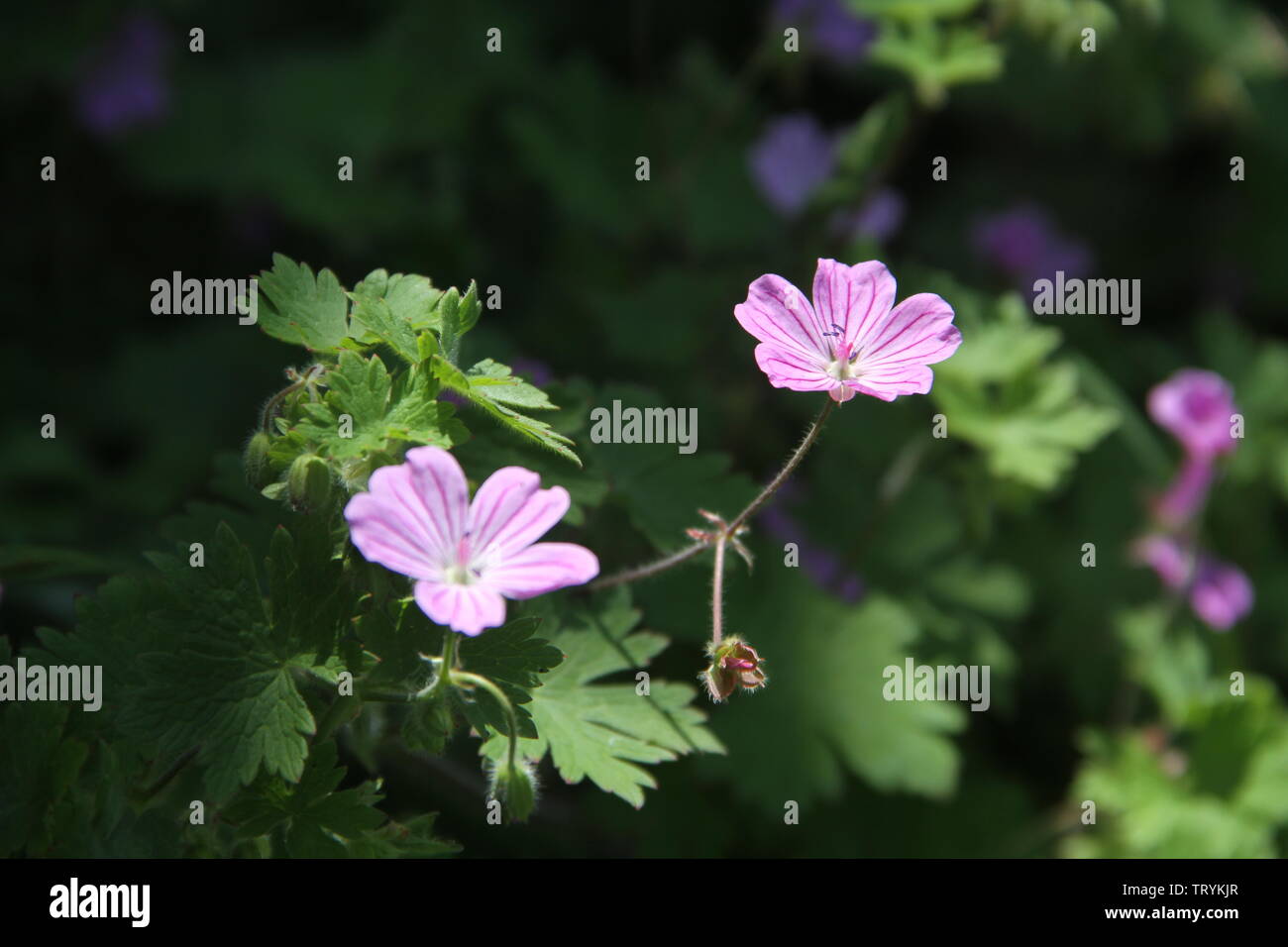 Mallow weed hi-res stock photography and images - Alamy