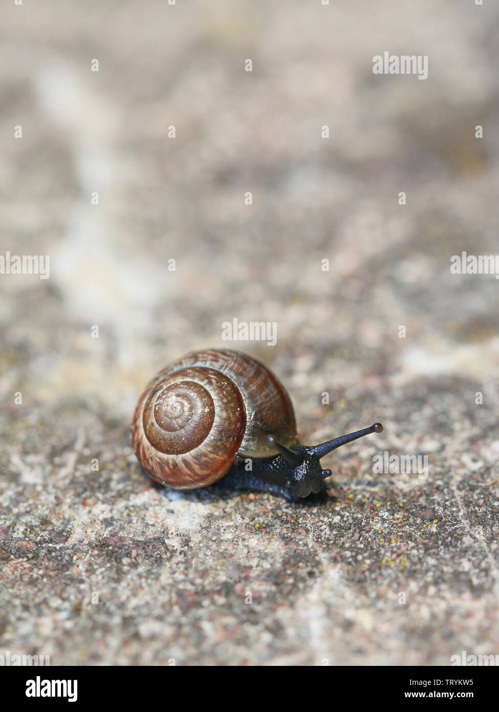 Arianta arbustorum, an edible land snail, sometimes known as the copse ...