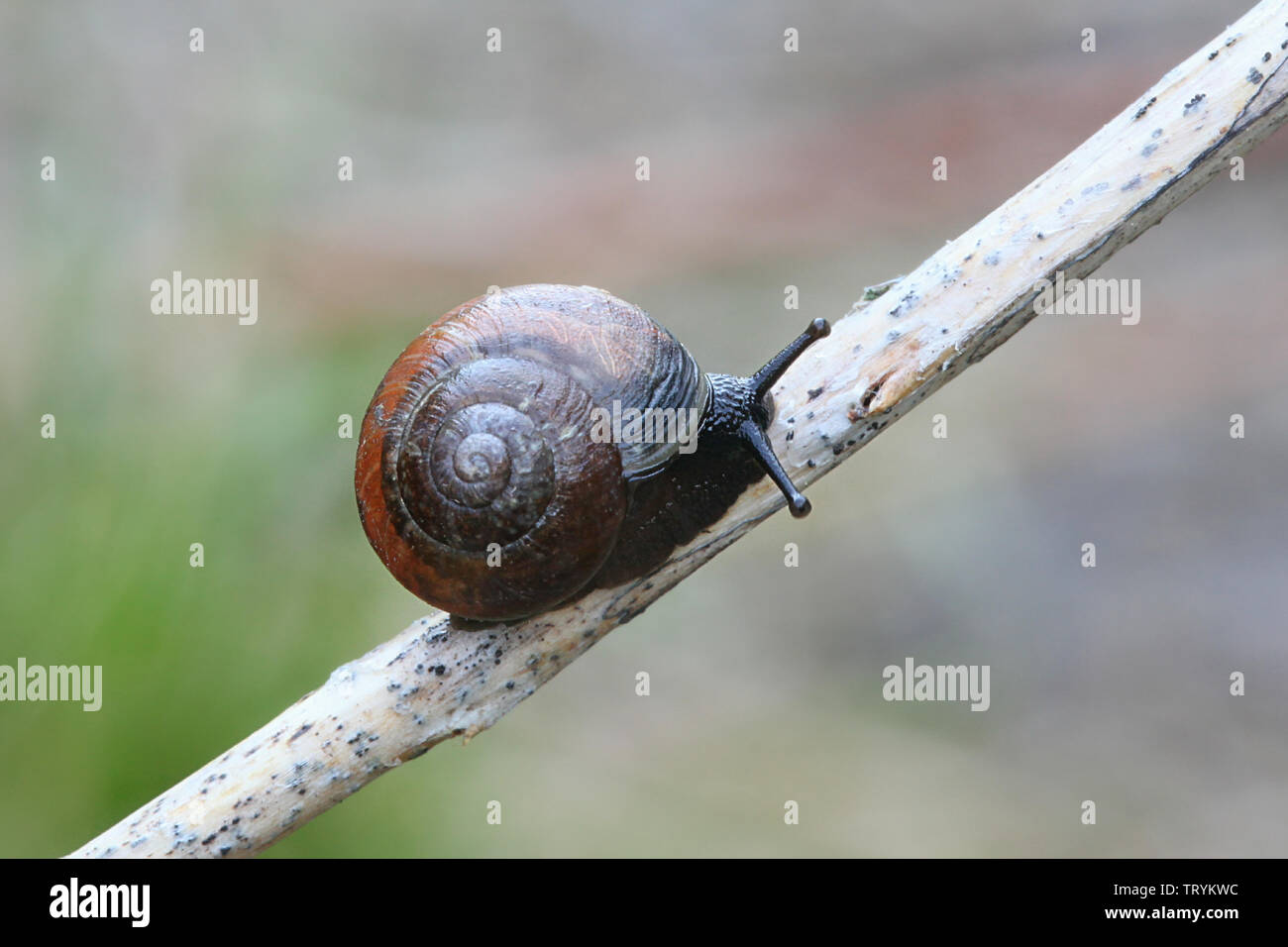 Arianta arbustorum, an edible land snail, sometimes known as the copse ...