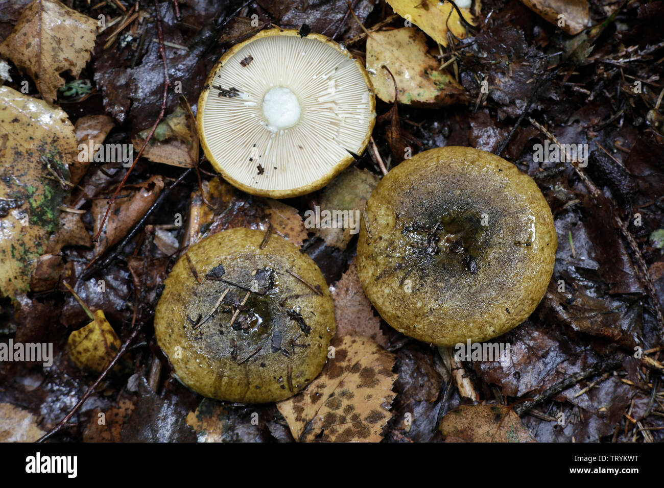 Ugly milk-cap or milkcap, Lactarius turpis, a wild edible mushroom from ...