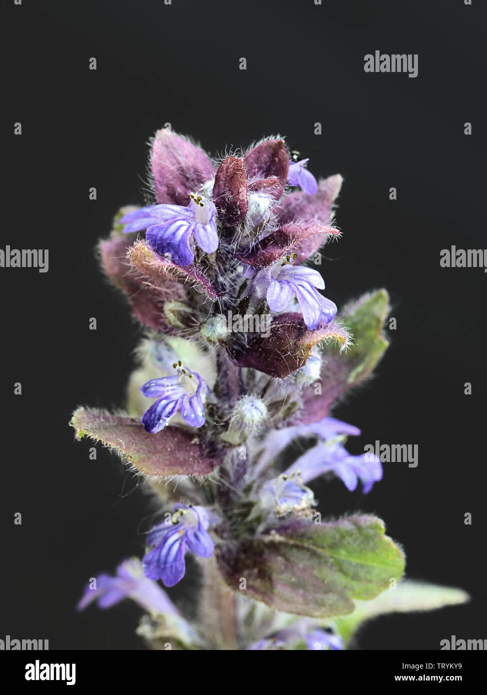 Carpet bugleweed hi-res stock photography and images - Alamy