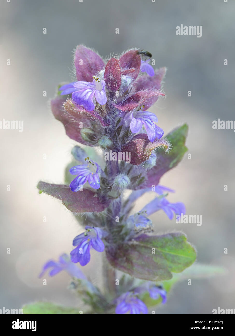 Ajuga reptans, known as bugle, blue bugle, bugleherb, bugleweed ...