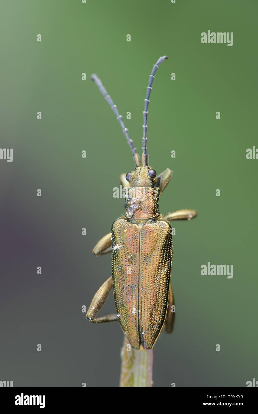 Female Reed beetle, Donacia sp Stock Photo - Alamy