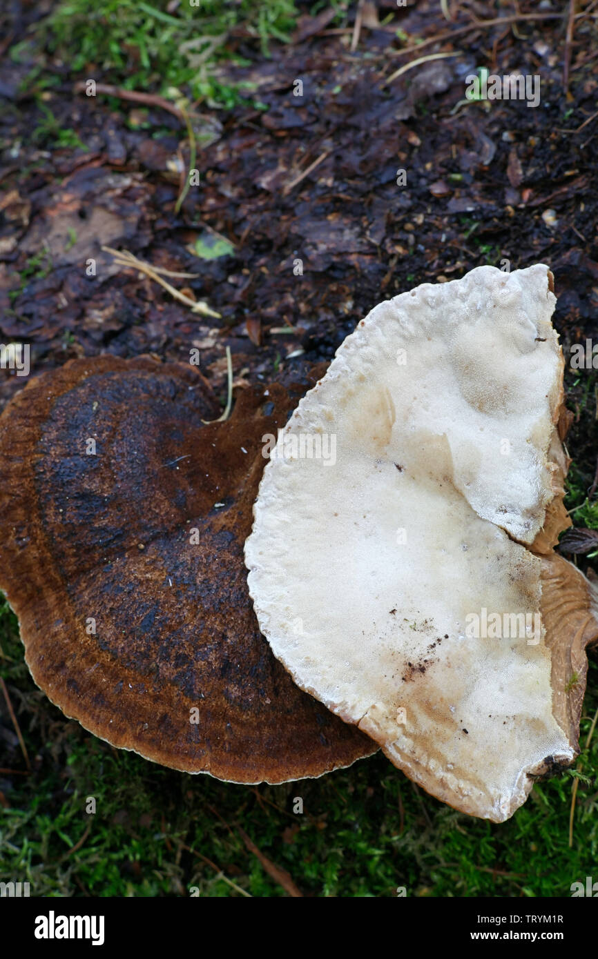 Benzoin Bracket Fungus High Resolution Stock Photography and Images - Alamy