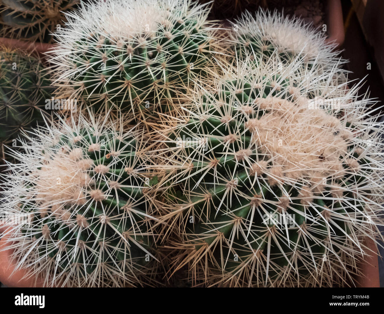 Closeup of cactus' spines. Thorn cactus background Stock Photo - Alamy