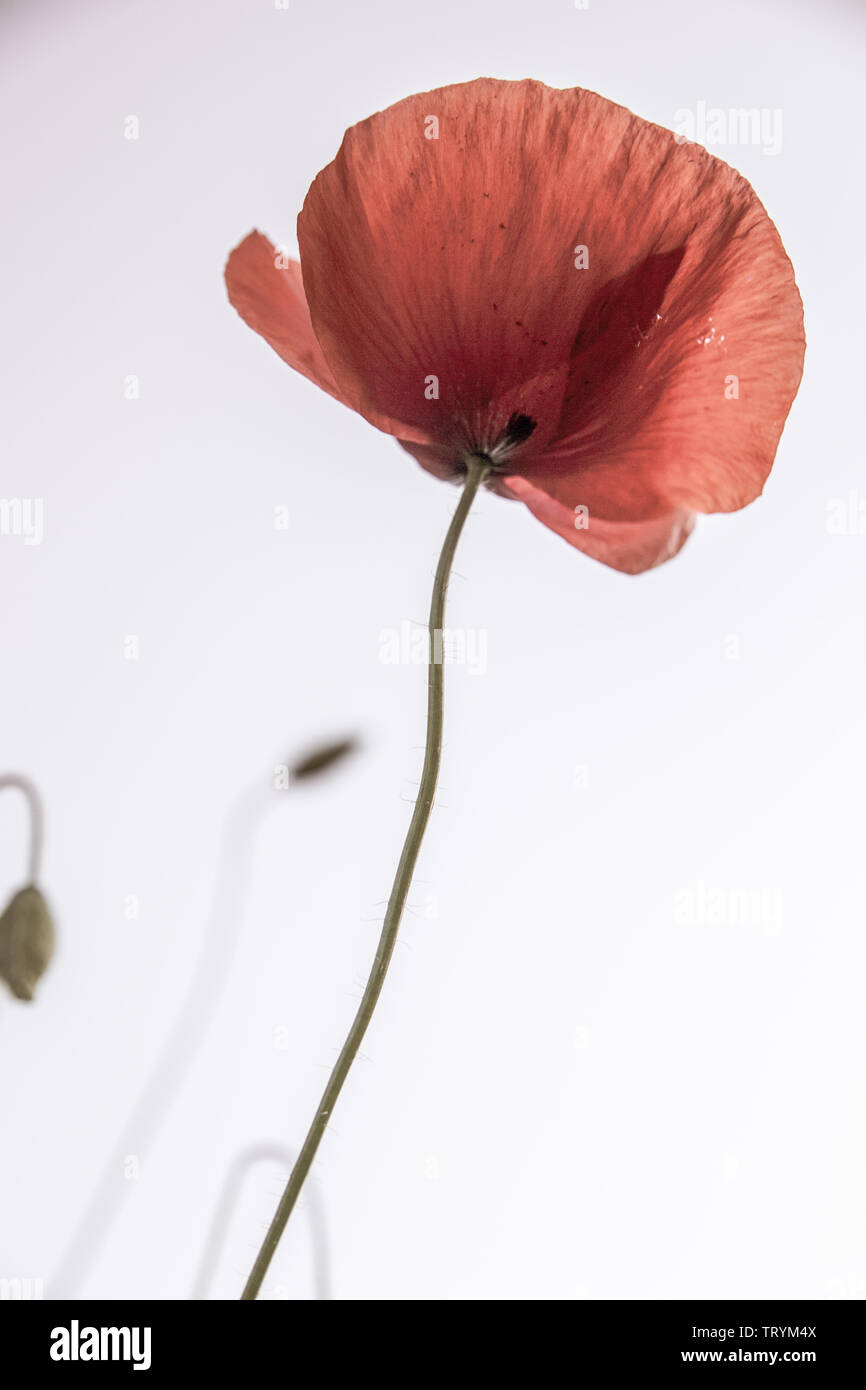 Beautiful wild poppies in flower hi-res stock photography and images ...