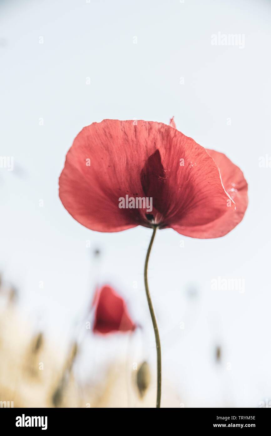 Beautiful wild poppies in flower hi-res stock photography and images ...