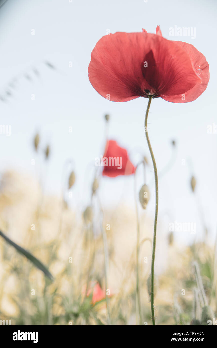 Beautiful single isolated red poppy Stock Photo - Alamy