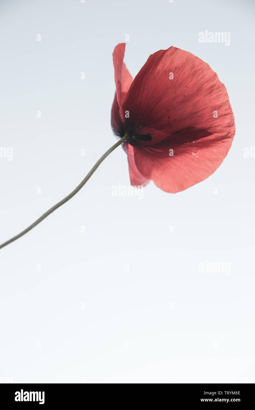 Beautiful single isolated red poppy Stock Photo - Alamy