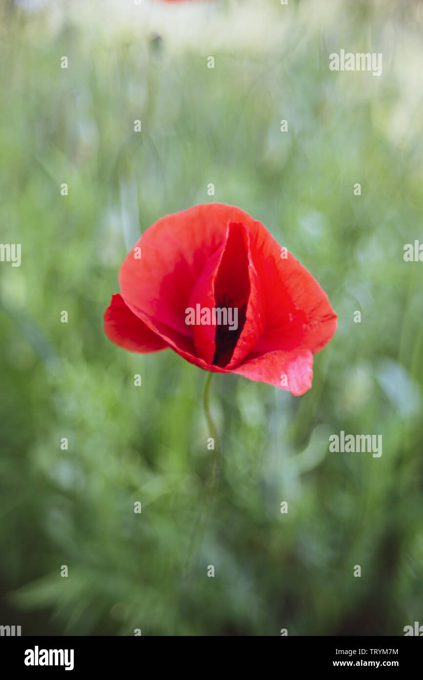 Red beautiful wild poppies hi-res stock photography and images - Alamy