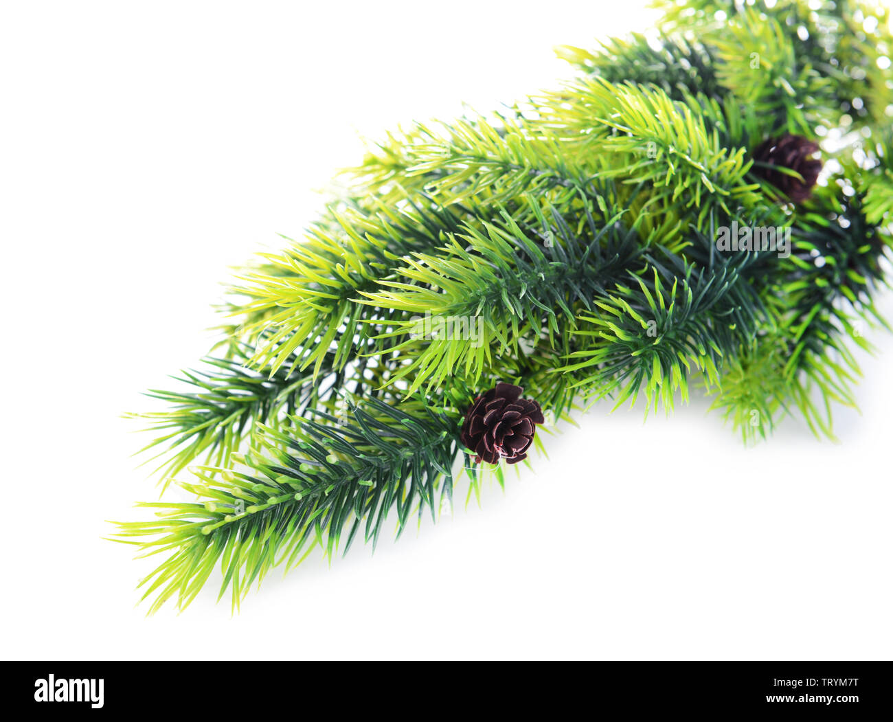 Christmas tree branch isolated on white Stock Photo - Alamy