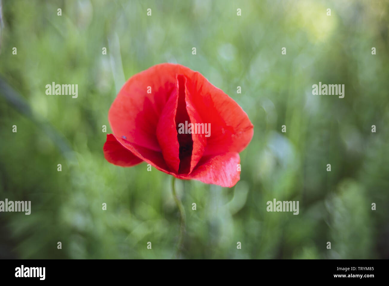 Beautiful red poppy petals hi-res stock photography and images - Alamy