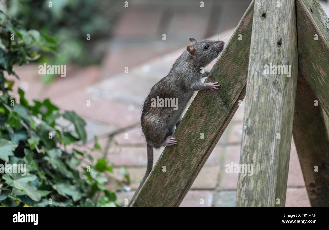 Rattus rattus hi-res stock photography and images - Alamy
